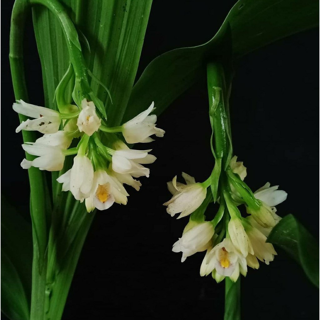 Geodorum attenuatum หรือ ว่านจูงนาง ดอกมีกลิ่มหอม ออกดอกช่วงเดือน ...