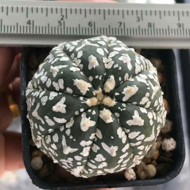 Astrophytum Super Kabuto V Type แอสโตรซุปเปอร์วีไทป์ | Shopee Thailand