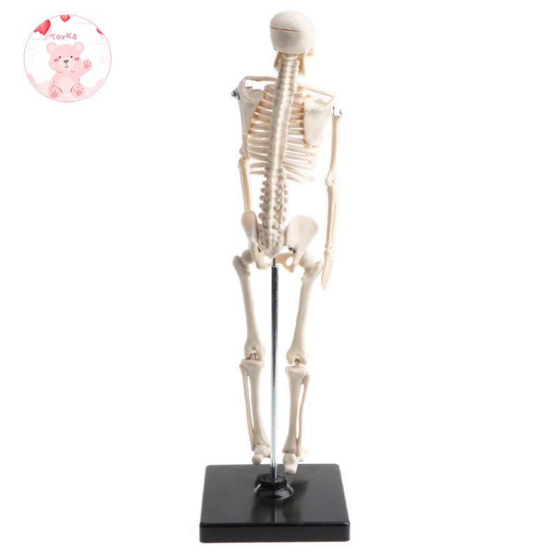 42cm Educational Children Body Skeleton Model With Base Science Anatomy ...