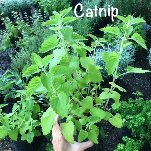 ต้นแคทนิป Catnip ....ขนาดถุง4*8นิ้ว/ขั้นต่ำ 2 ต้นคละสินค้าได้ | Shopee ...