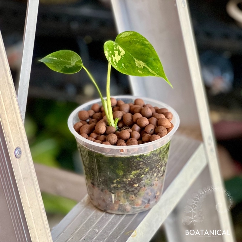 Monstera Deliciosa Aurea Mint & Dust | Shopee Thailand