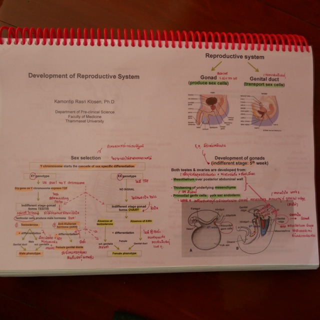 เอกสารประกอบการเรียน reproductive system นักศึกษาแพทย์ปี 2 | Shopee ...
