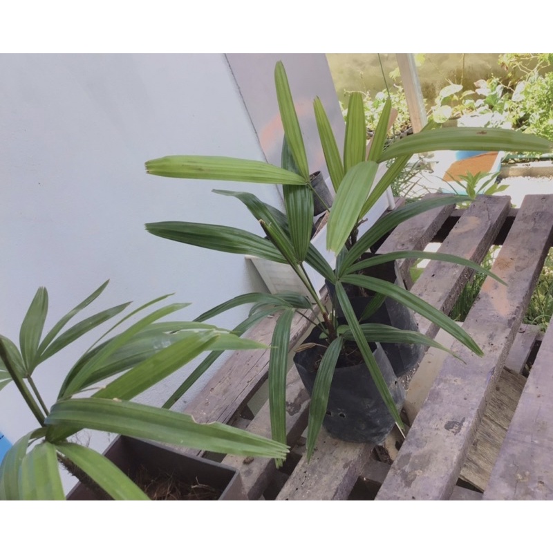 ต้นจั๋ง ไม้ฟอกอากาศ ไม้ประดับในอาคาร มีปลายทาง อ่านรายละเอียด | Shopee ...