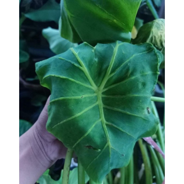 ข้อไหลcolocasia yello windoข้อตัดสดๆ | Shopee Thailand