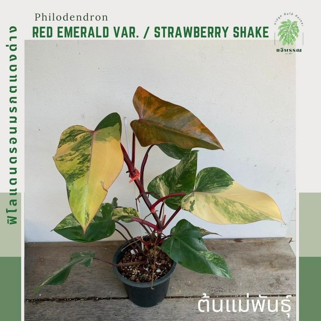 Philodendron Red Emerald (Strawberry Shake) | ฟิโลเดนดรอนเรดเอมเมอรัล (สตอเบอร์รี่เชค) | Shopee ...