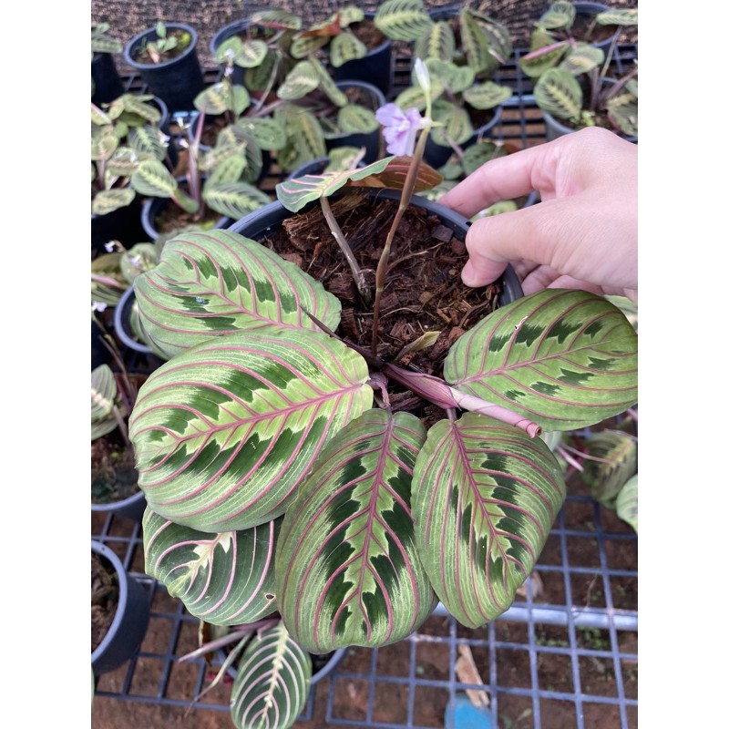 Red Maranta คล้ามารันต้าเรด กระถาง6นิ้ว 🌿 | Shopee Thailand