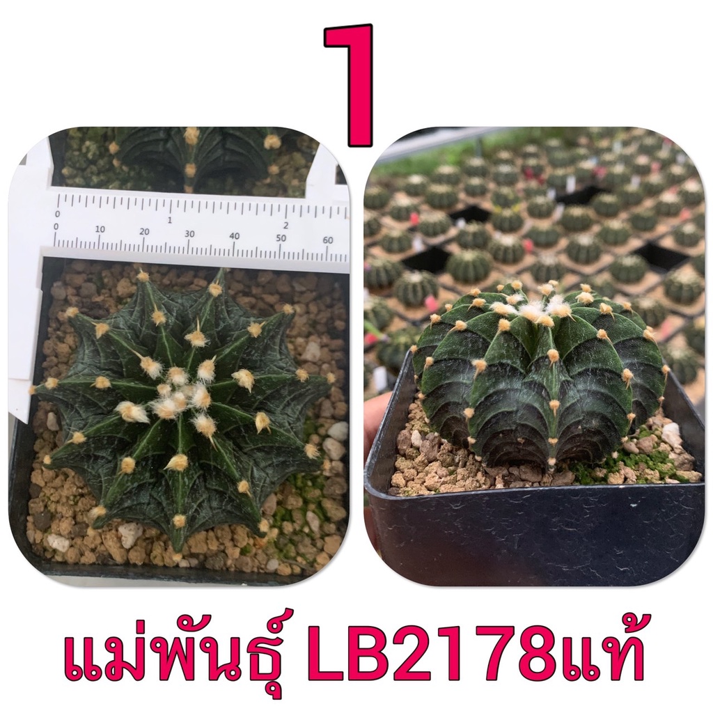 แม่พันธุ์ LB2178 แท้ Gymnocalycium mihanovichii LB2178 Agua Dulce cactus แคคตัส กระบองเพชร แอลบี ...