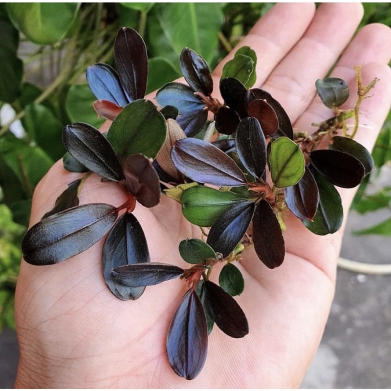 Bucep helena dark original (10 ชิ้น) | Shopee Thailand