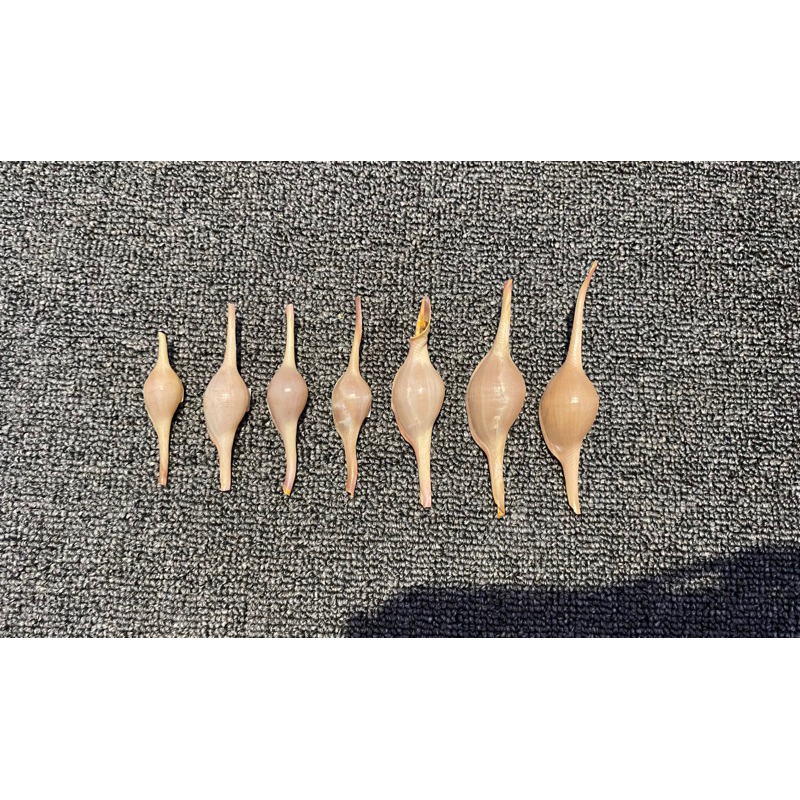 VOLVA SHELL SHELL SHELL SHELL SHELL SHELL | Shopee Thailand