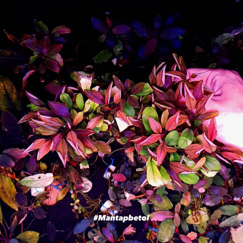 Bucep Red Gaia คุณภาพดี 1 กก. | Shopee Thailand