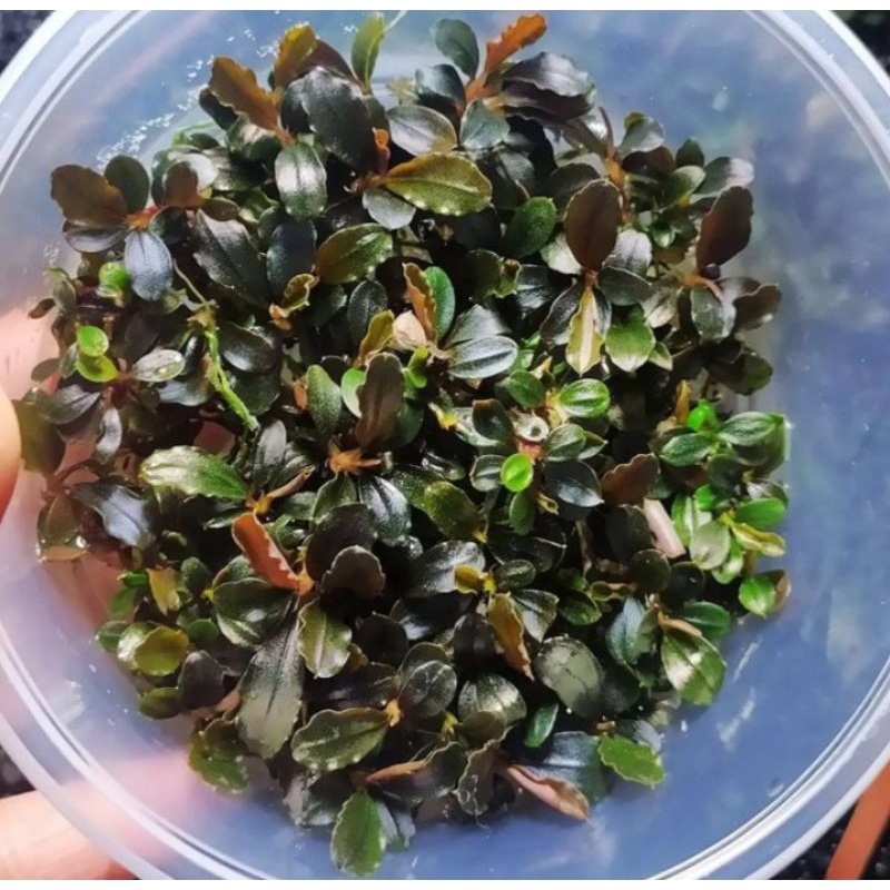 Bucep phantom 1 ม. (200 กรัม) | Shopee Thailand