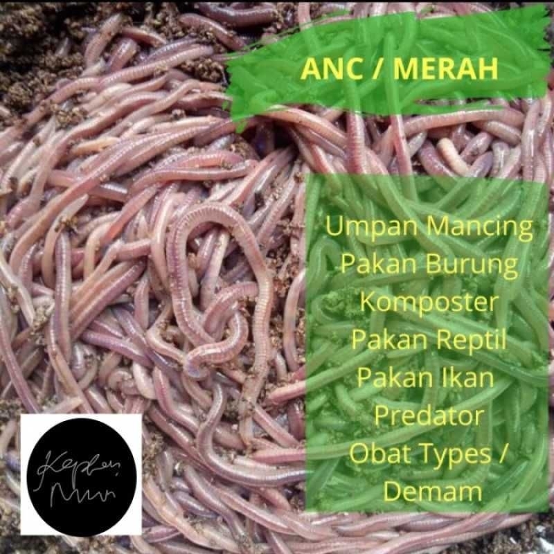 Big Worm ANC หนอนคุณภาพสูง Best Choice Super PREMIUM | Shopee Thailand