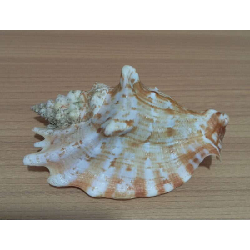เปลือก Strombus Sinuatus | Shopee Thailand