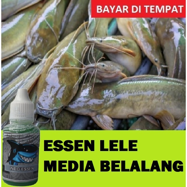 THE ACCURATE MEDIA CATFISH ESSENCE 30ML | Shopee Thailand