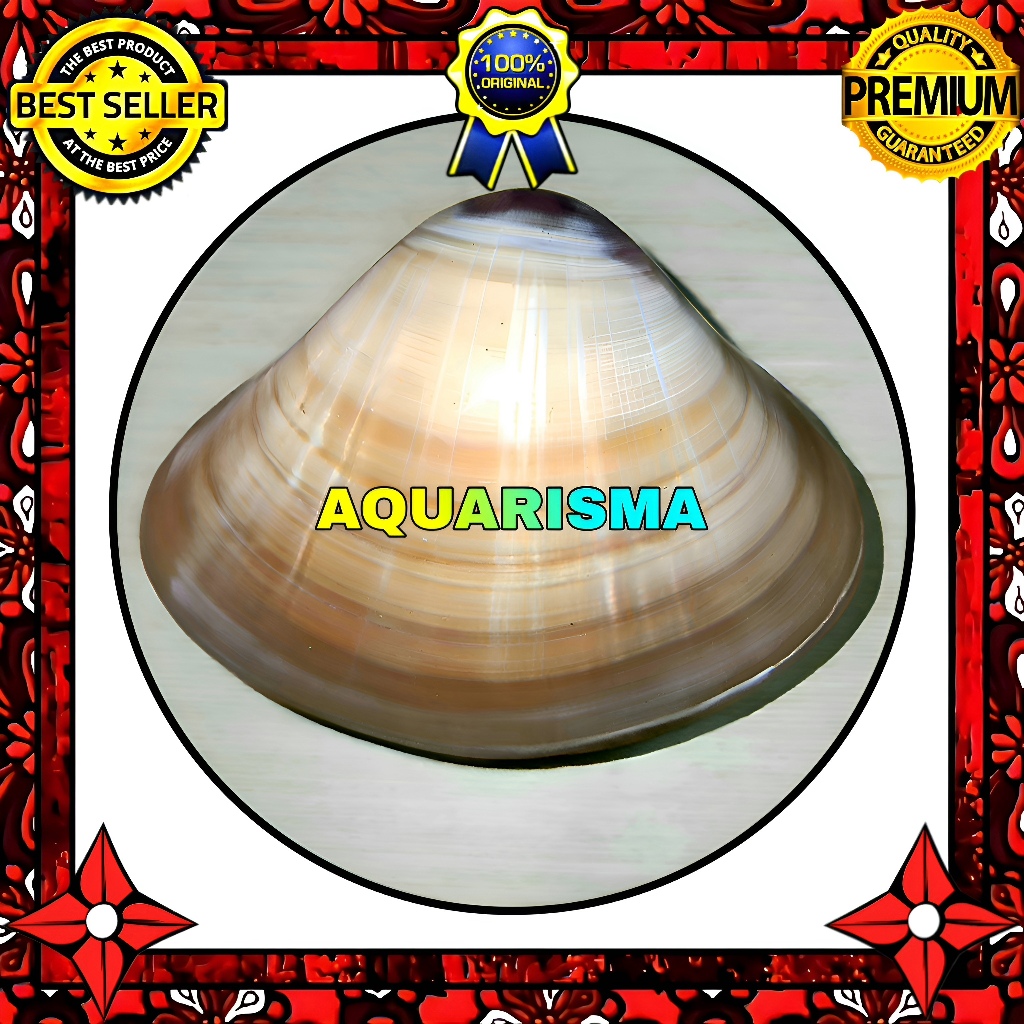 ของตกแต่งและคอลเลกชัน - Chocolate KEPAH Tofu Shell MERETRIX LYRATA ...