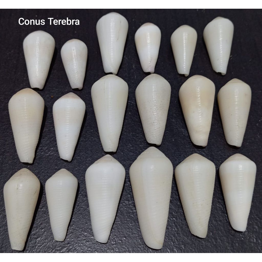 เปลือก Conus Terebra 18 ชิ้น (ทั้งหมด) | Shopee Thailand
