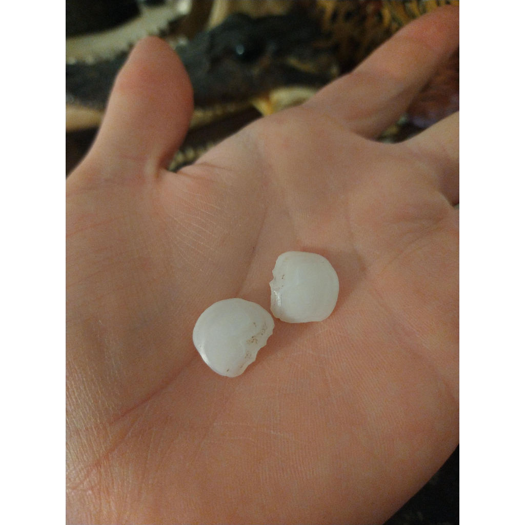 1 ชิ้น Fossil Otolith Sheephead bone Fish Lucky Stone กลองน้ําจืด Lake ...