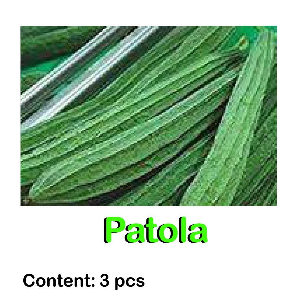 Patola,ไฮบริดหลากหลาย,5ชิ้นคุณภาพสูงและอัตราการงอกสูงบรรจุอย่างดีและแถม ...