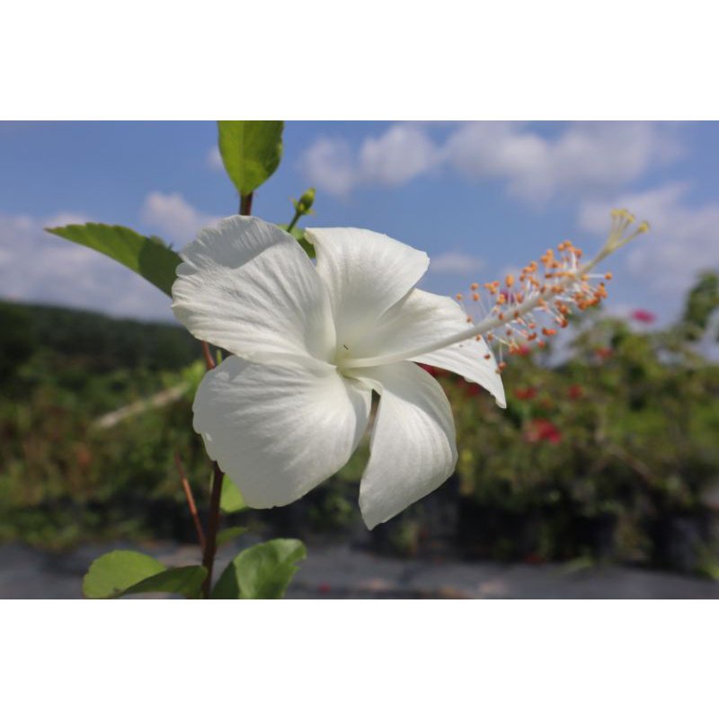 มม.-Anak Pokok Bunga Raya Putih Kampung (สีขาว Hibiscus) /Pokok Bunga ...