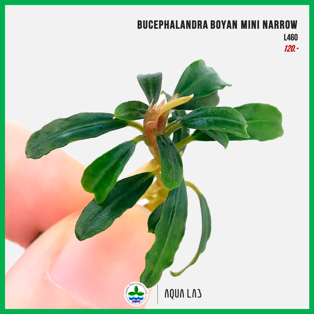 [APC] Bucephalandra boyan mini narrow (บูเซปโบยันมินิ) [ไม้น้ำ ...