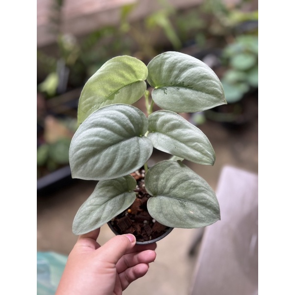 scindapsus platinum | Shopee Thailand