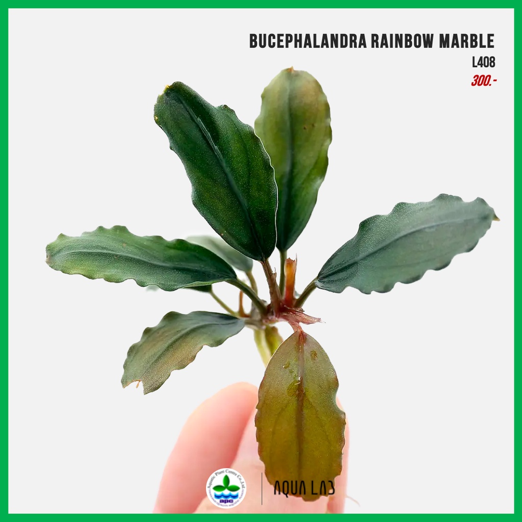 [APC] Bucephalandra rainbow marble (บูเซปเรนโบว์มาเบิ้ล) [ไม้น้ำ ...