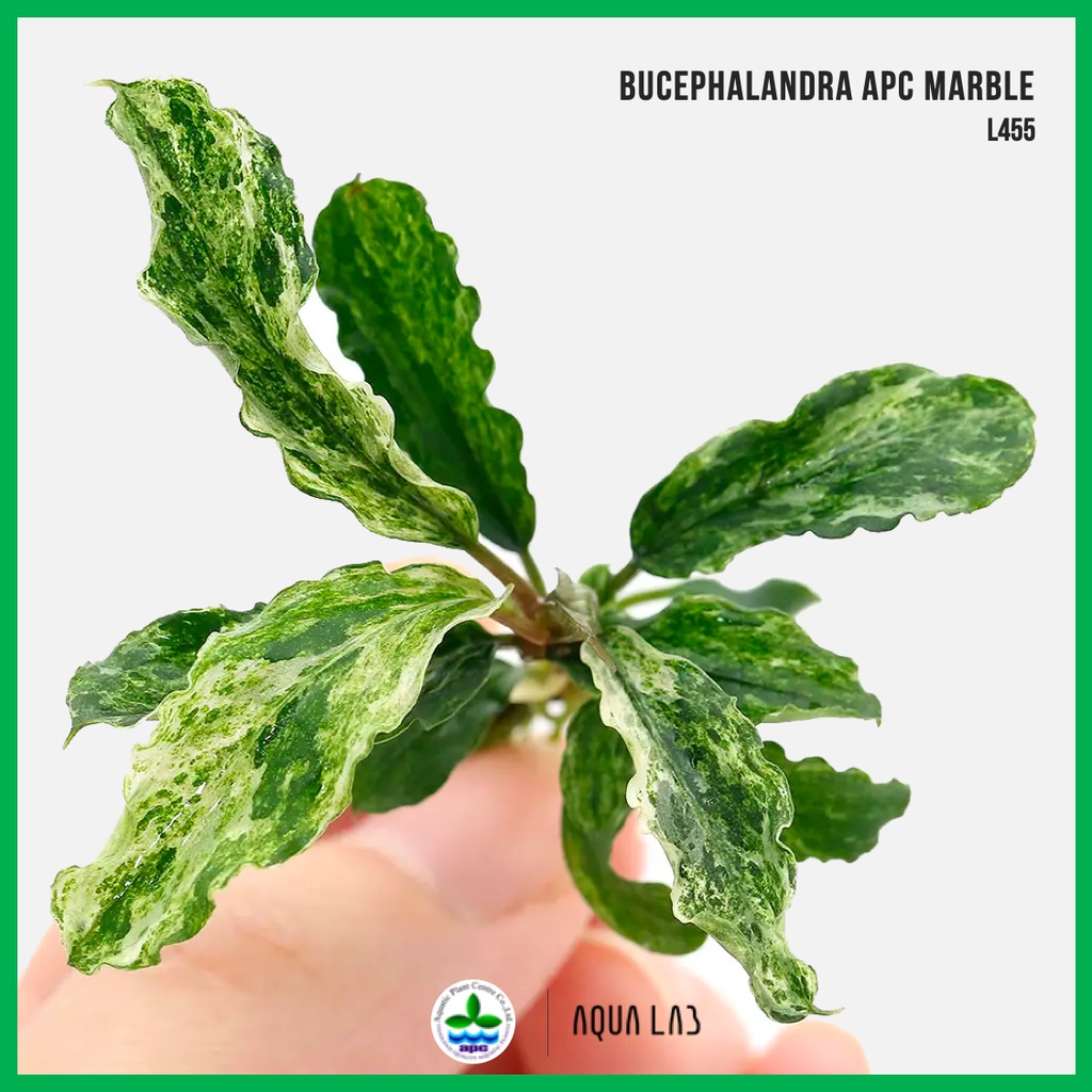 [APC] Bucephalandra APC marble (บูเซปเอพีซีมาเบิ้ล) [ไม้น้ำ - Aquatic ...