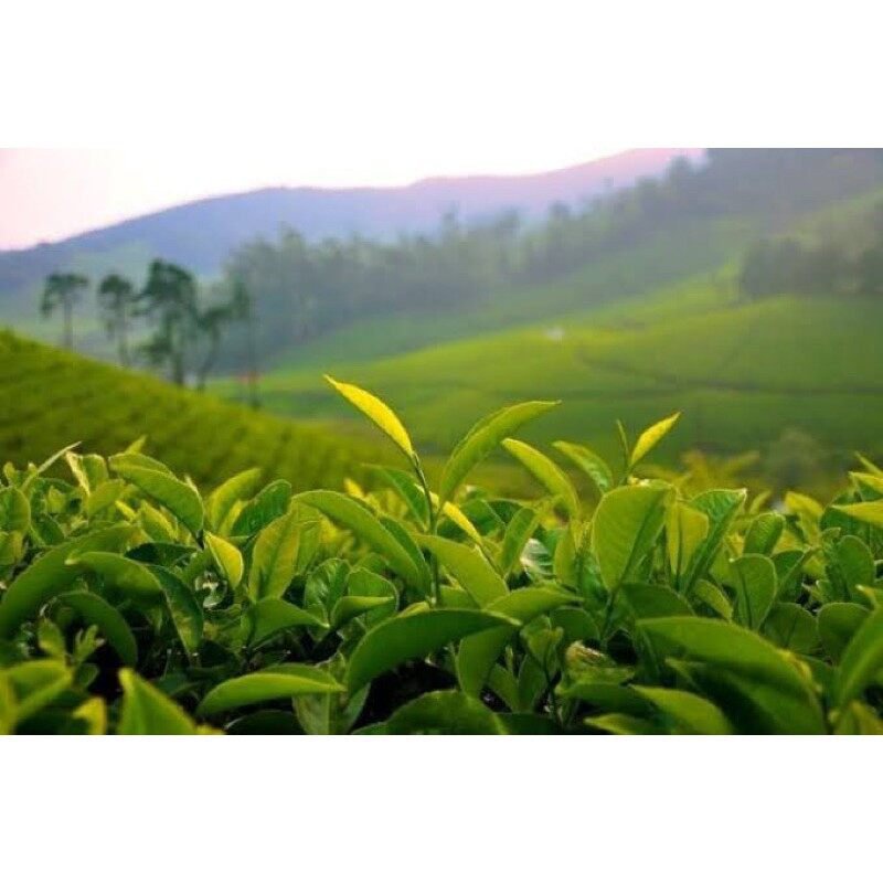 เมล็ดพันธุ์ ดอก คะน้า 2022เมล็ดอวบอ้วน ชาเขียว (Green Tea Seeds)บรรจุ 5 ...