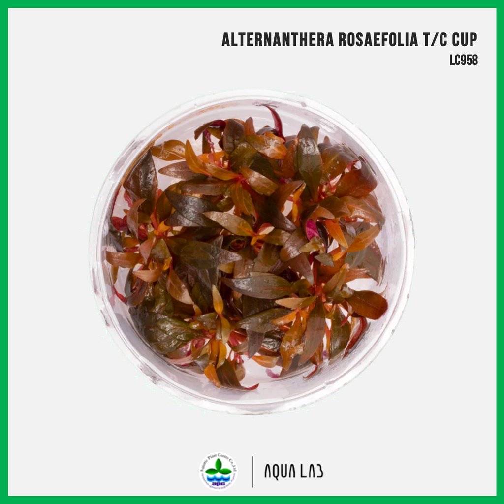 [APC] Alternanthera rosaefolia (เรเนกกี้โรเซ่) [ไม้น้ำ - Aquatic Plants ...