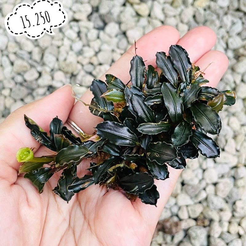 bucephalandra godzilla (kedagang red) #ไม้น้ำ | Shopee Thailand