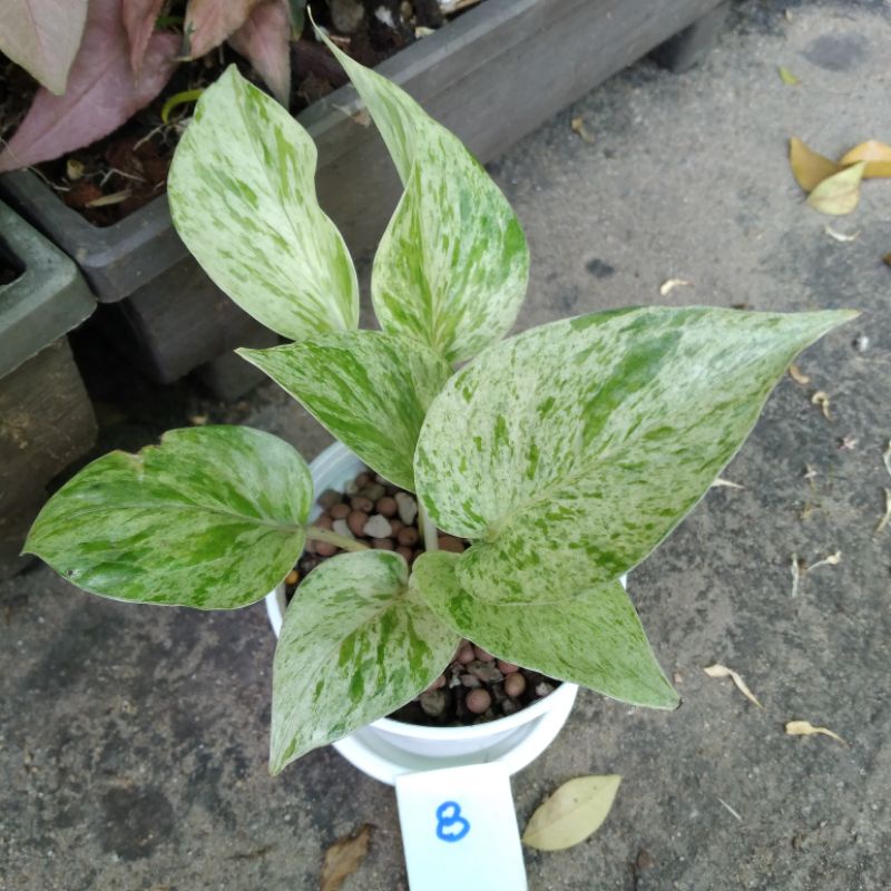 #Epipremnum aureum #Mable snow queeพลู #ราชินีหินอ่อน ในกระถางขาว จาน ...