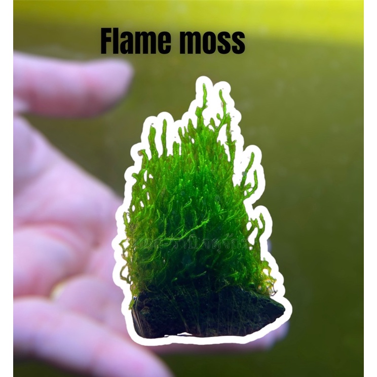 เฟรม มอส (Flame moss) | Shopee Thailand