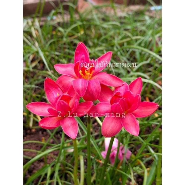 บัวดิน Z.Lu -hao-ning ชุดละ 5หัว 50 | Shopee Thailand