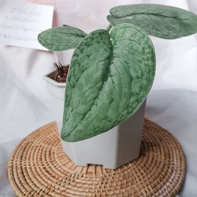 พร้อมส่ง พลูหัวใจแนบ ซิลเวอร์สแปรช ต้นไม้ฟอกอากาศ Scindapsus pictus ...