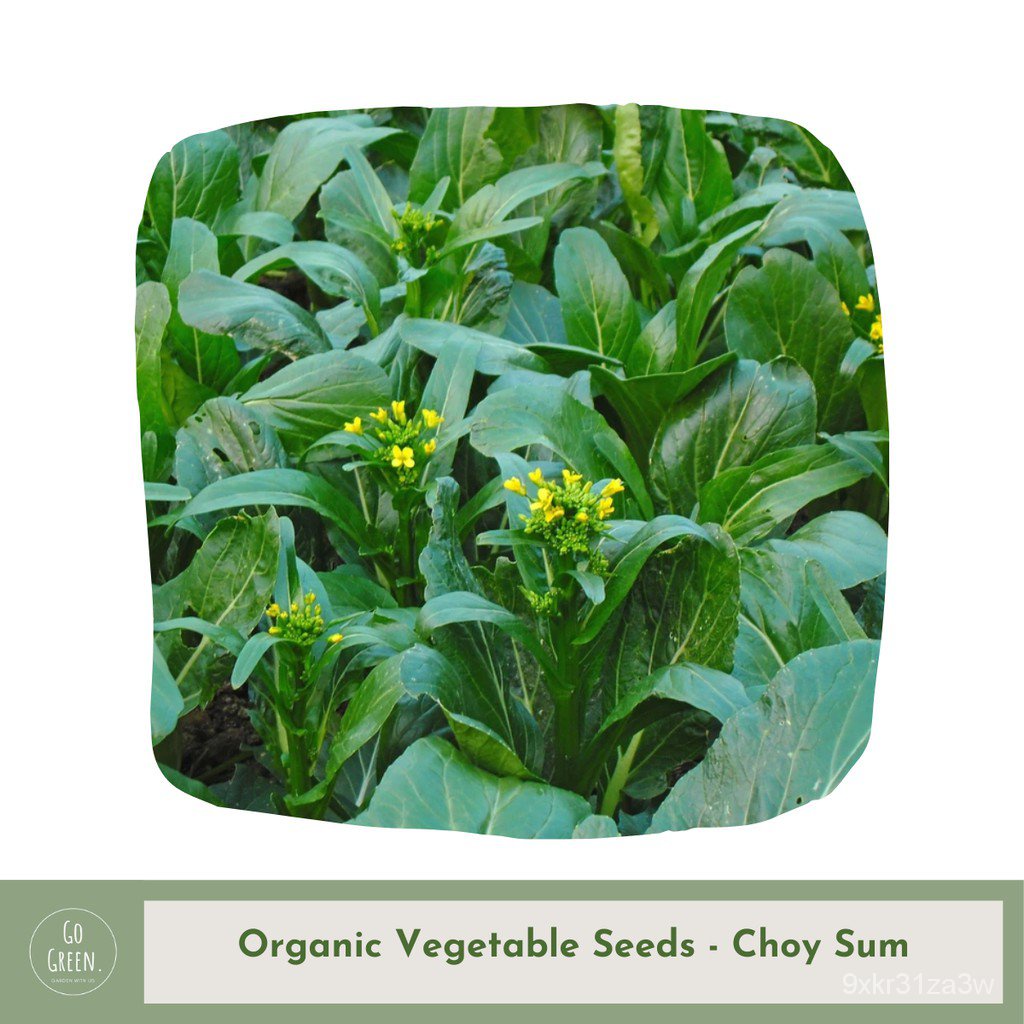 [Go Green] Choy SUM (Choy SUM) เมล็ดพันธุ์-ดาวเรือง/ดอกไม้/สวน/ดอก ...