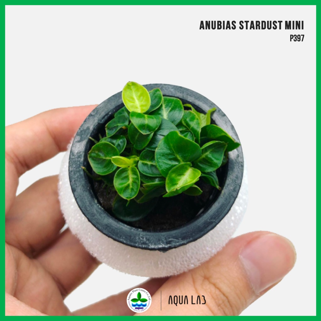 [APC] Anubias stardust mini (อนูเบียสสตาดัสมินิ) [ไม้น้ำ - Aquatic Plants] P397 | Shopee Thailand