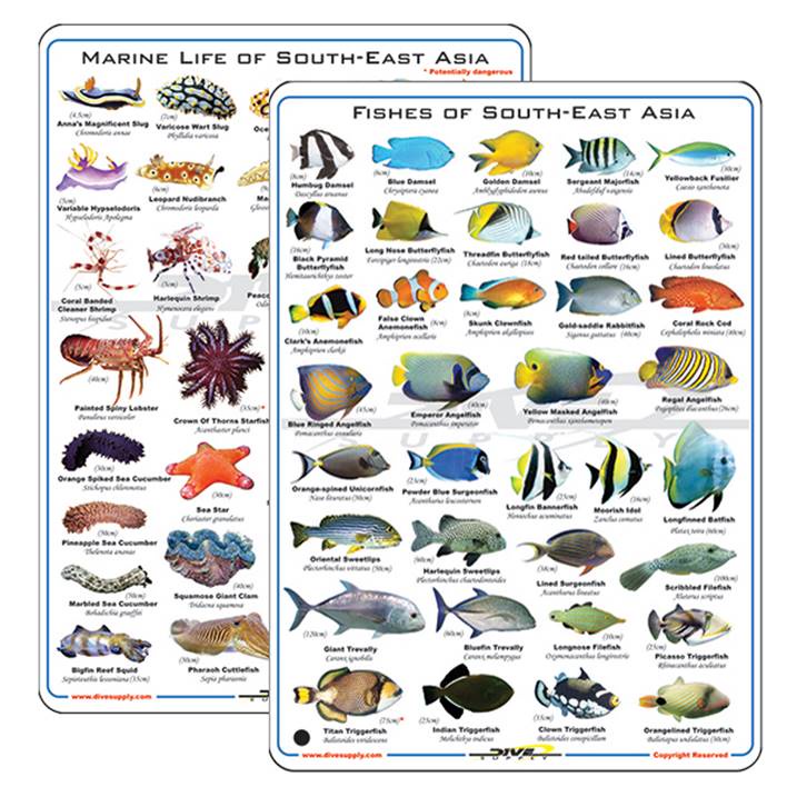 Fish ID กระดานปลา กันน้ำ สำหรับสายดำน้ำ พร้อมส่งจากไทย | Shopee Thailand
