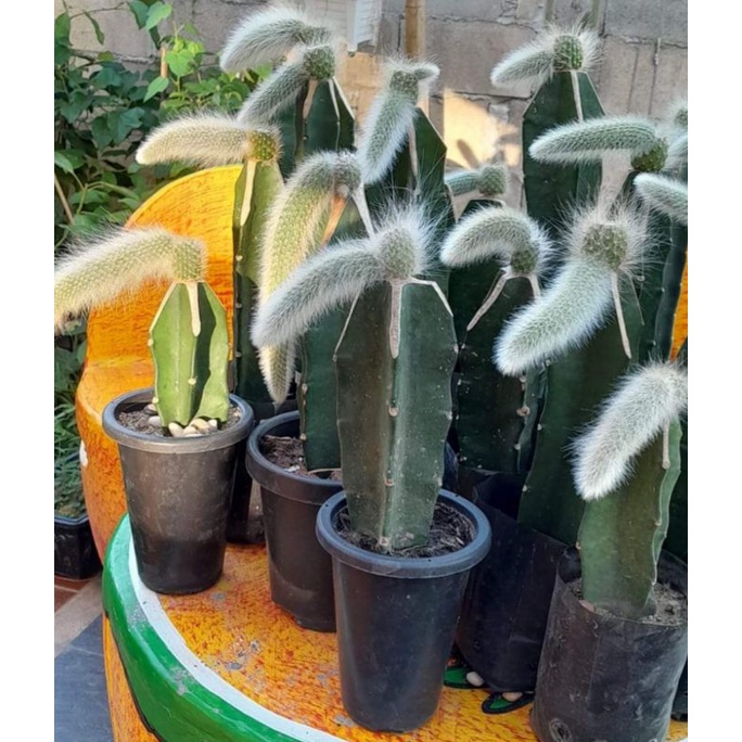 หางลิง แบบตอกราฟ ขนฟูขนยาว สามารถไปปลูกเลี้ยงต่อหางยาวไว | Shopee Thailand