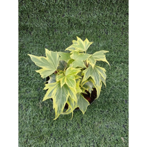 ต้นไอวี่ใบแฉก" Yellow Ripple " [ English Ivy ] ไม้ในกระถาง3" | Shopee ...