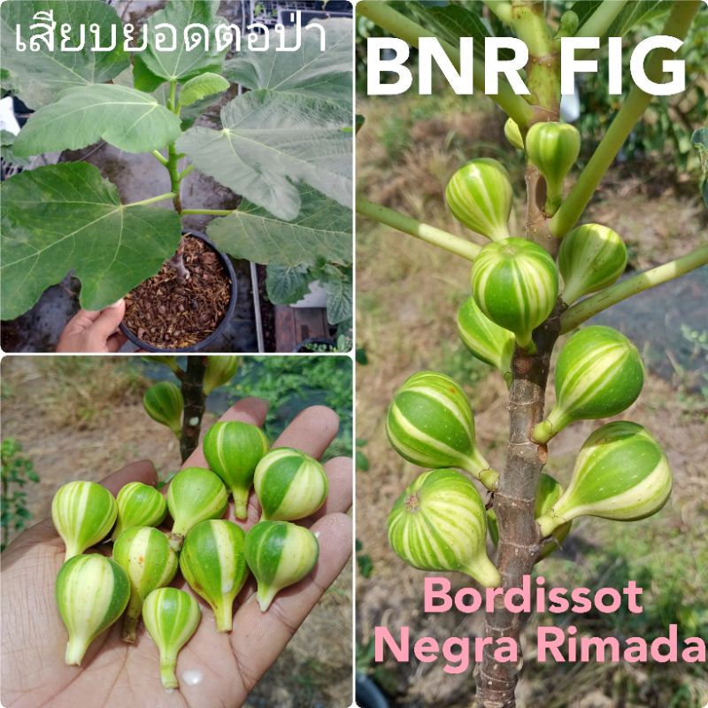 มะเดื่อฝรั่งลูกลายสวย BNR Fig (Bordissort Negra Rimada) เสียบตอป่า | Shopee Thailand