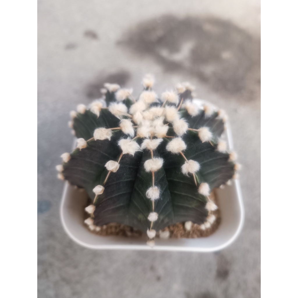 ยิมโน แอลบี 2178 (LB2178แท้ 100%) 10 พู ฟูๆๆ ขนาด 9.5 ซ.ม ทั้งหมด 1 ต้นแถมเยอะมากจุกๆ(อัพเดท 12 ...