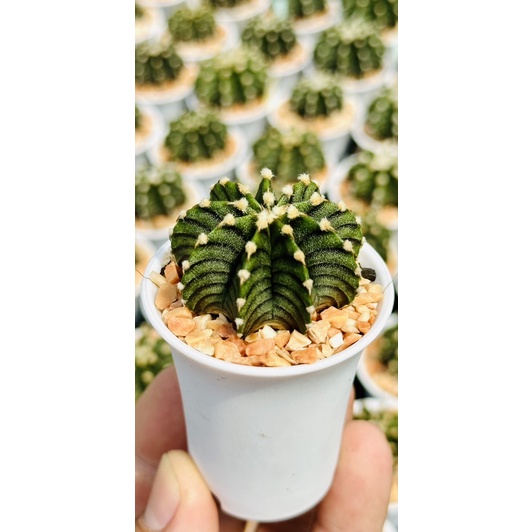 Gymnocalycium friedrichii Vos014a @SoSmallGarden | Shopee Thailand
