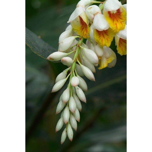 Bell Ginger (ต้นกุย) สมุนไพรหายาก | Shopee Thailand