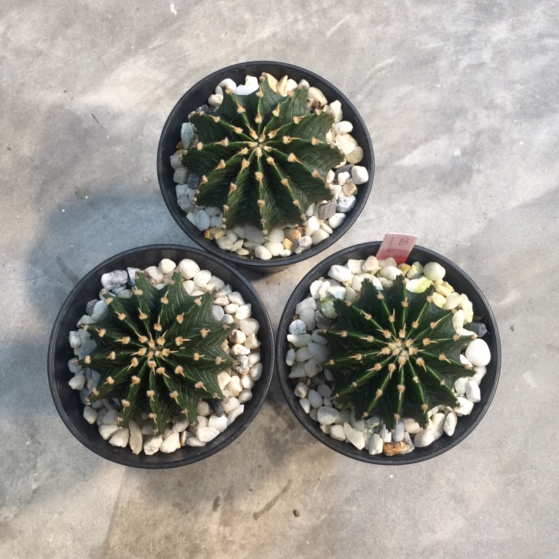 ชุดสุดคุ้ม LB2178 ไม้เมล็ด ต้นใหญ่ๆ สวยคุ้ม | Shopee Thailand