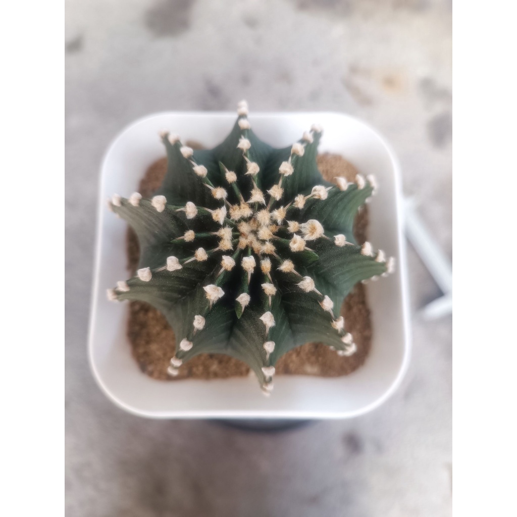 ยิมโน แอลบี 2178 (LB2178แท้ 100%) 14 พู แทรก ขนาด 8.4 ซม.แถมเยอะมากจุกๆ(อัพเดท 12/10/2022 ...