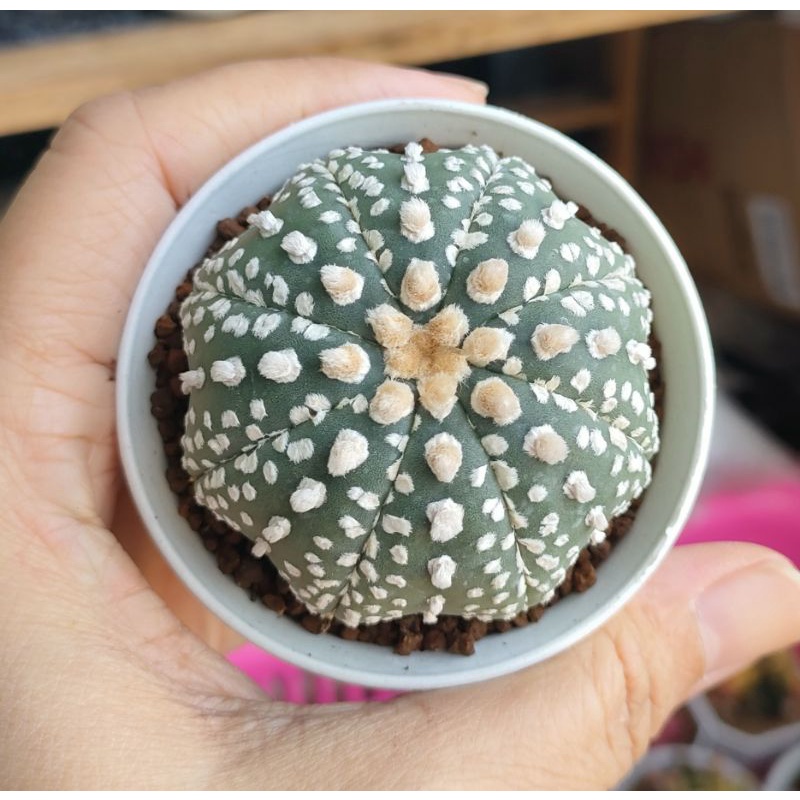Astrophytum super 5 rips⭐️⭐️⭐️แอสโตรไฟตัม ซุปเปอร์วี และ 5พู ดอทเรียง ...