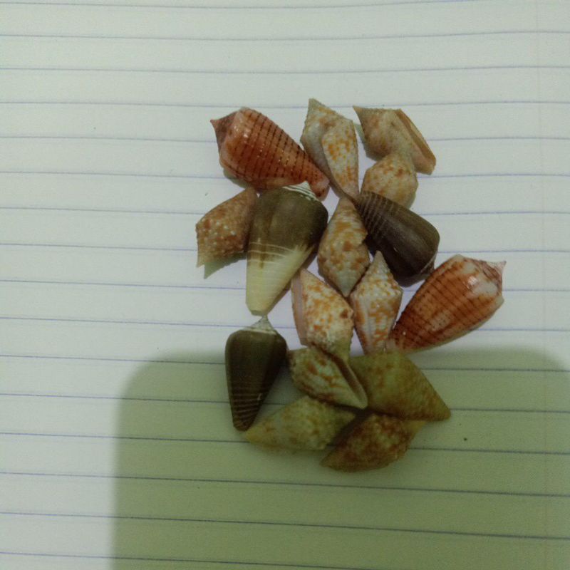 SMALL CONUS ACCUTANGULUS+CONUS CHINEREUS+BOETICUS | Shopee Thailand