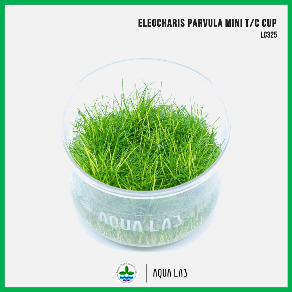 [APC] Eleocharis Parvulus Mini T/C CUP (แฮร์กลาสมินิ) [ไม้น้ำ - Aquatic ...