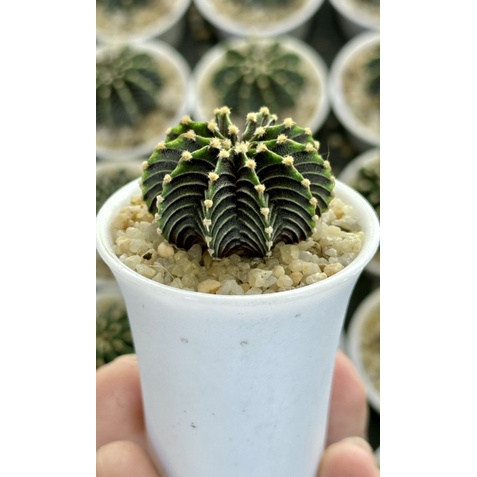 Gymnocalycium friedrichii LB2178 @SoSmallGarden | Shopee Thailand