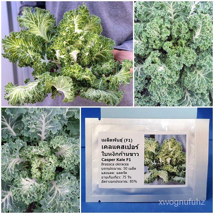 （คุณภาพสูง เมล็ด）เมล็ดพันธุ์ เคลแคสเปอร์ ใบหงิกก้านขาว (Casper Kale F1 ...